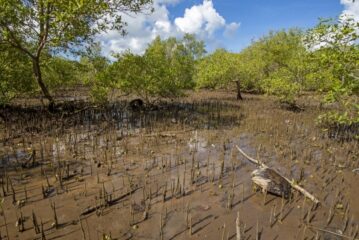 La dépouille d’un homme découverte à Kani-Kéli en bord de mangrove | L ...